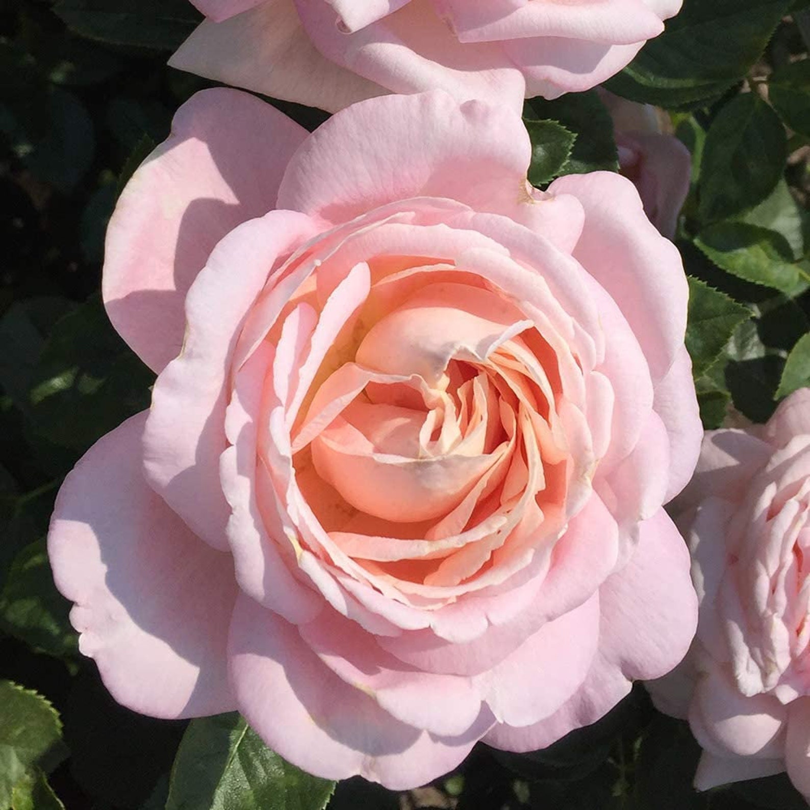 30+ Pink Amazing Grace Shrub Rose Seeds - Perennial -authentic -flowers ...