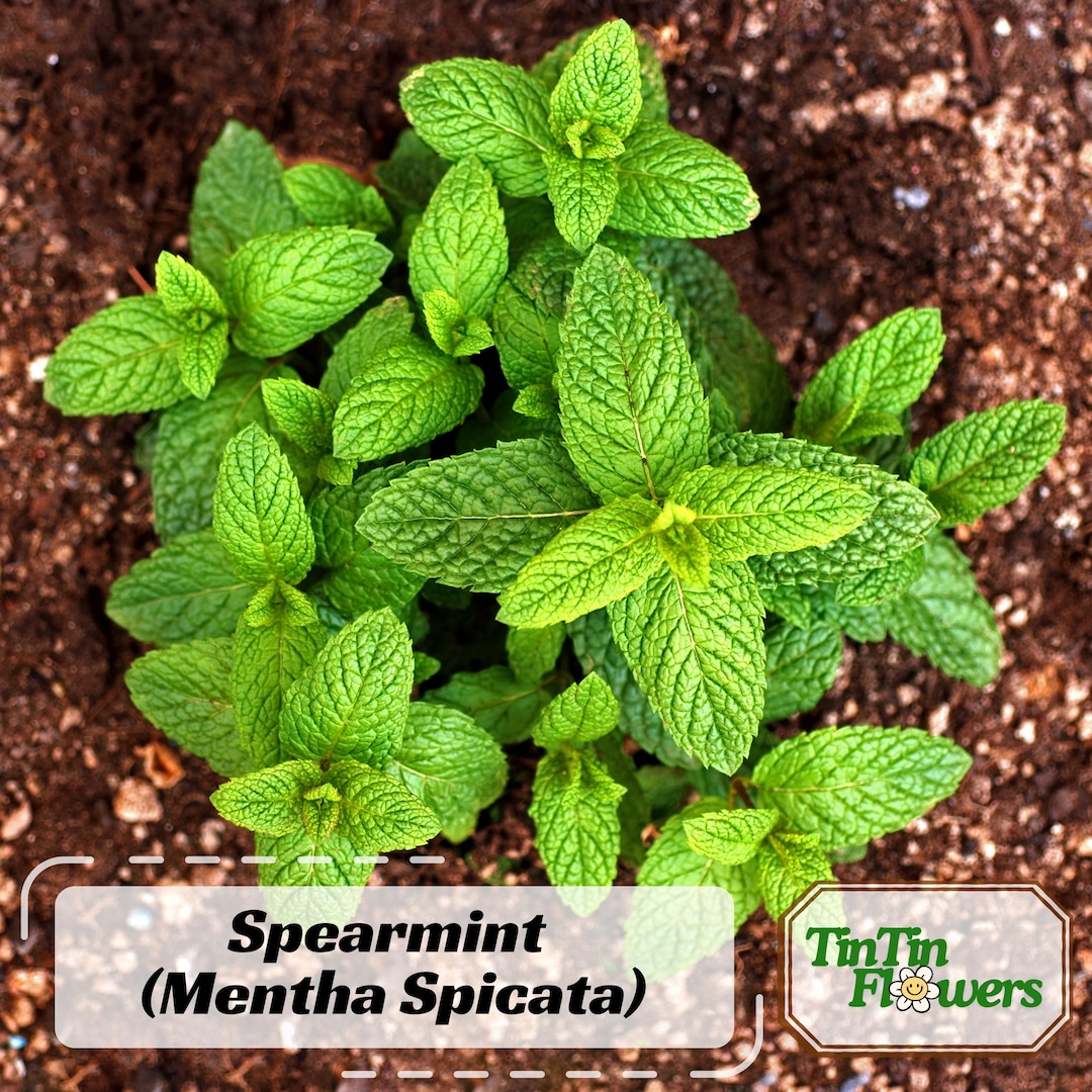 100 Seeds| Spearmint (mentha Spicata) Seeds – Fragrant Perennial Herb – Fresh Tea & Culinary ...