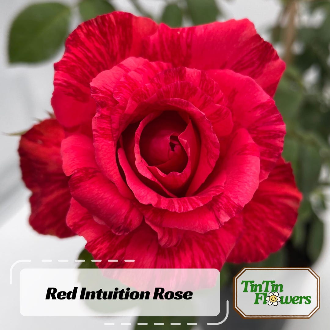 Red Intuition Rose Seeds - Perennial - Authentic Seeds - Cold Resistant ...