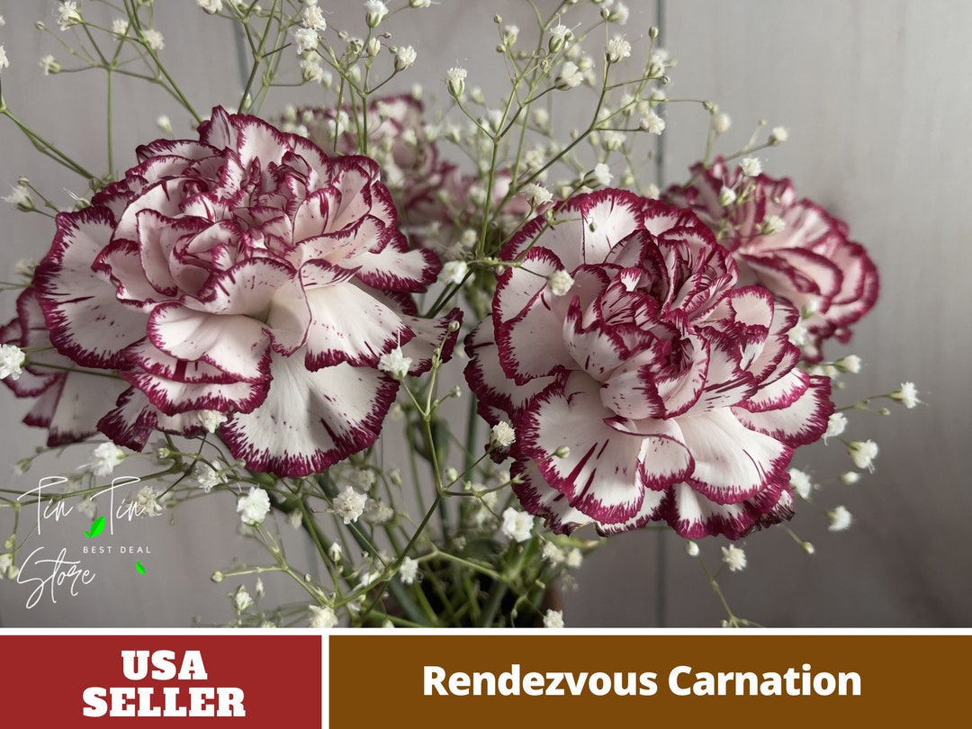 Rendezvous Carnations Dianthus Seeds authentic Seeds-flowers organic. Non GMO seeds-mix Seeds ...