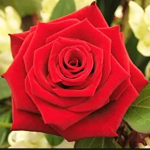 Red Hybrid Tea Rose Seeds -perennial - Authentic Seeds - Mix Seeds ...