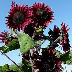 Red Hedge Sunflower Seeds-helianthus Annuus - Open-pollinated - Organic ...