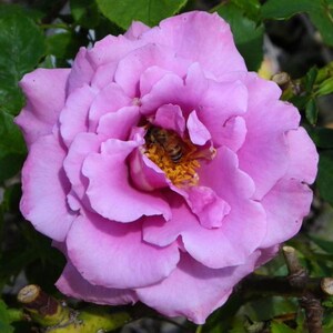 Purple Angel Face Floribunda Rose Seeds | Perennial- Authentic Seeds ...