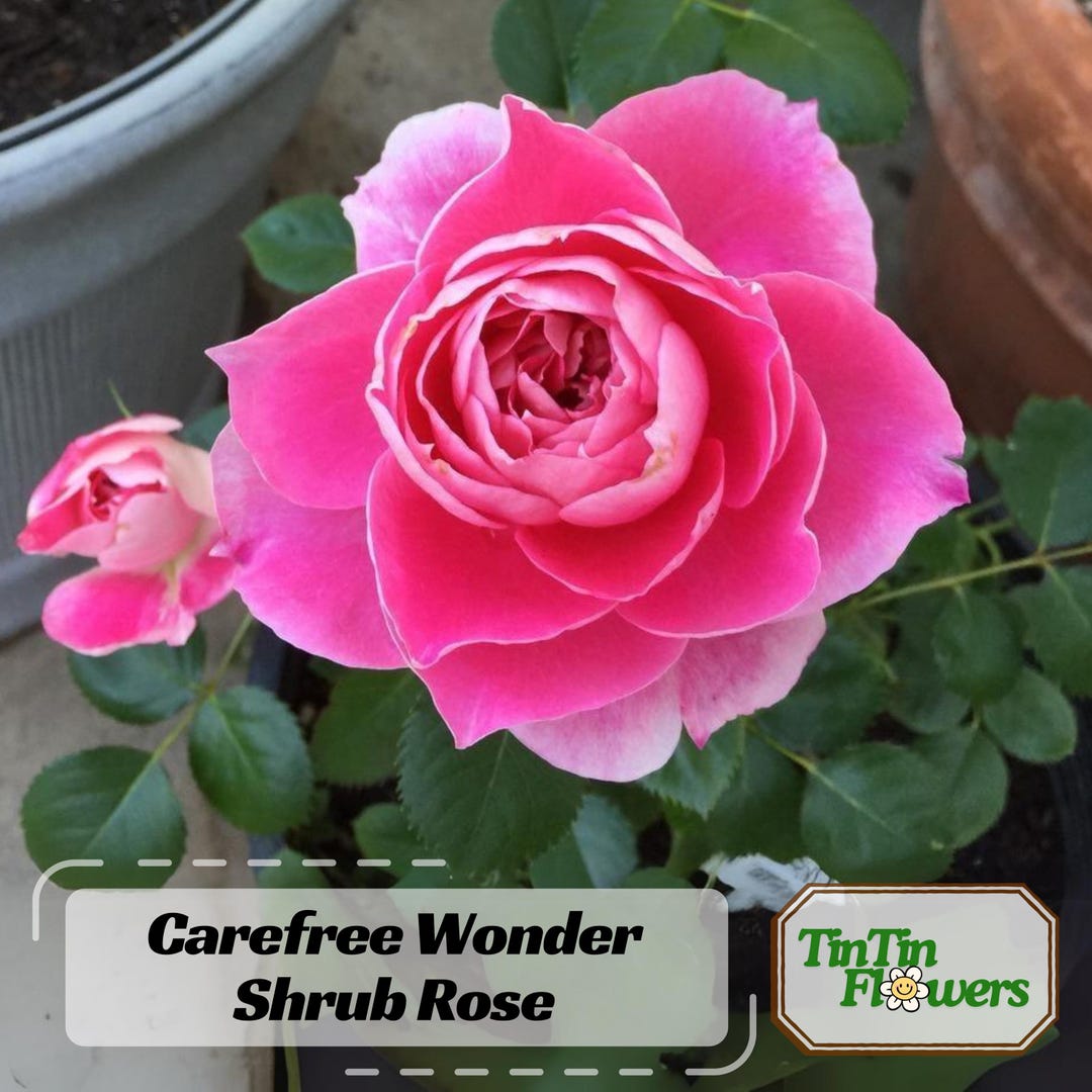Pink Carefree Wonder Rose Seeds - Perennial - Authentic - Fast Growing ...