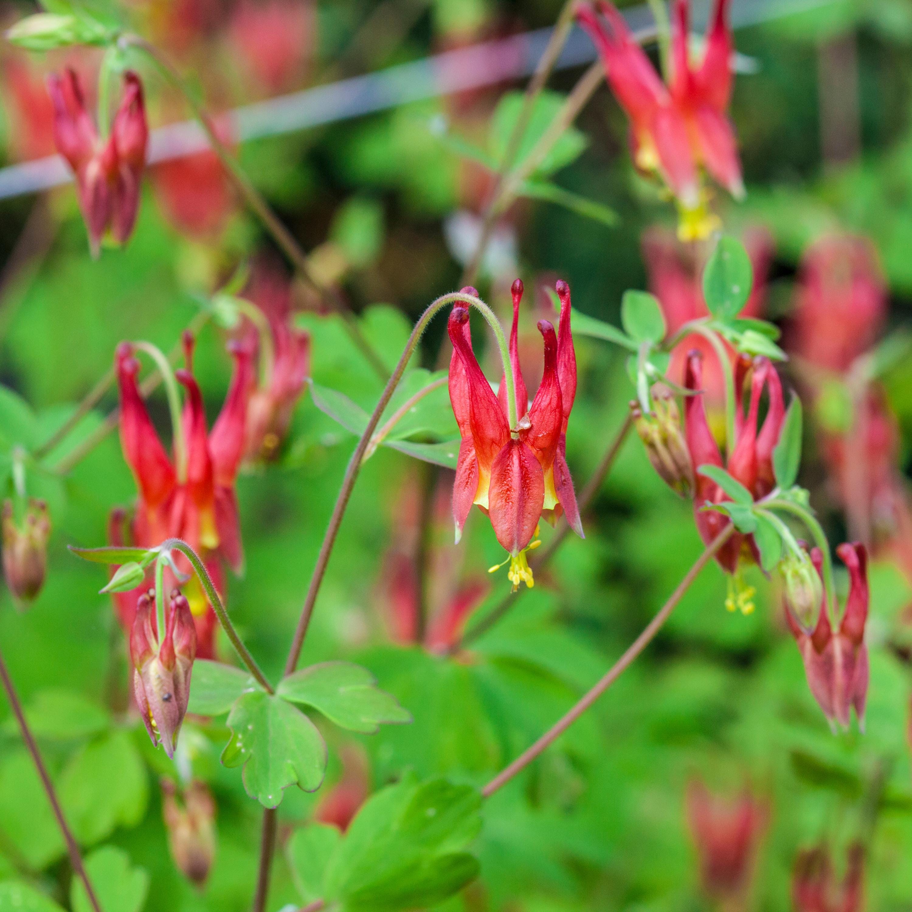 Eastern Red Columbine Seeds - Cold Resistant - Deciduous - Potted ...