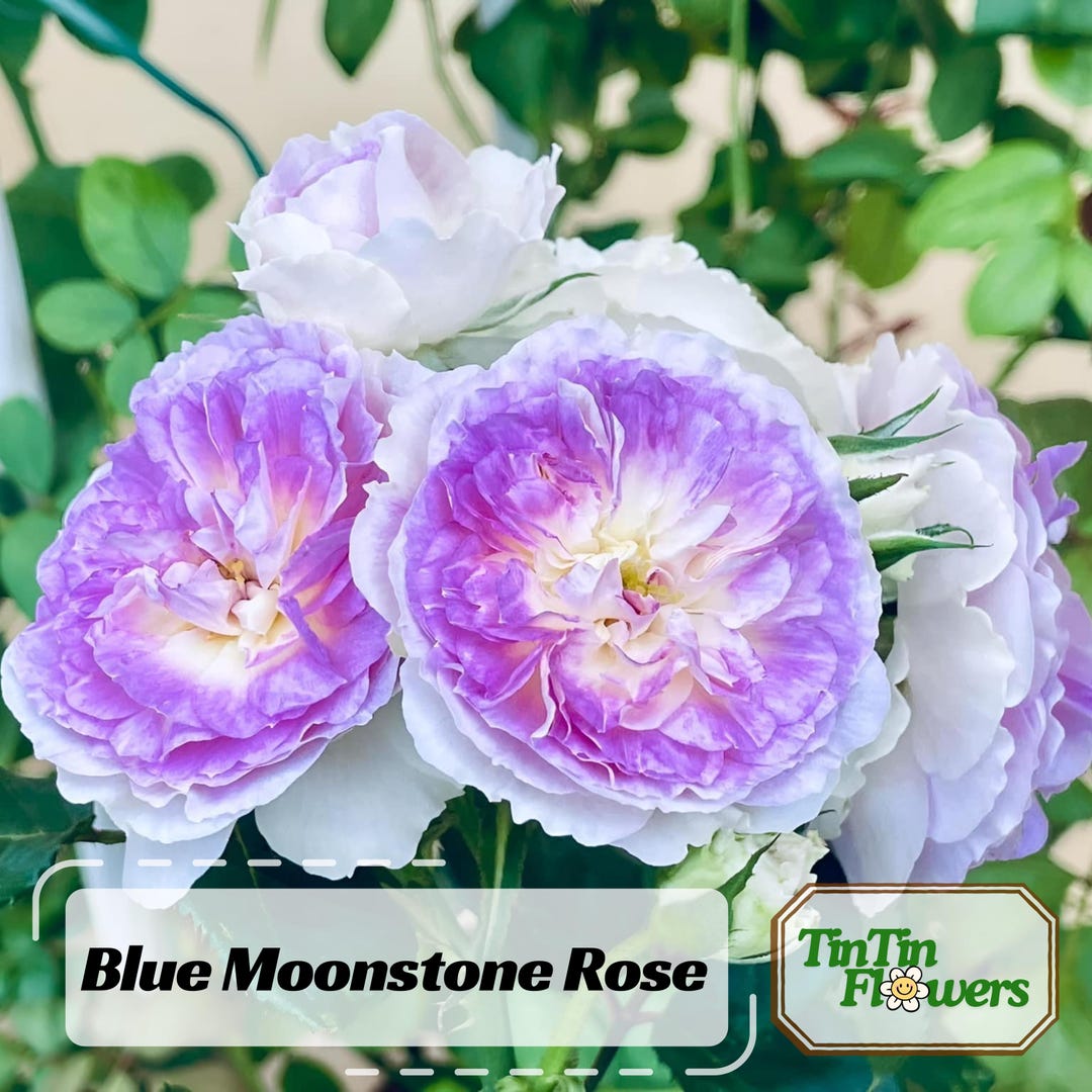 Blue Moonstone Rose Seeds - Perennial Seeds - Hybrid - Flowering ...