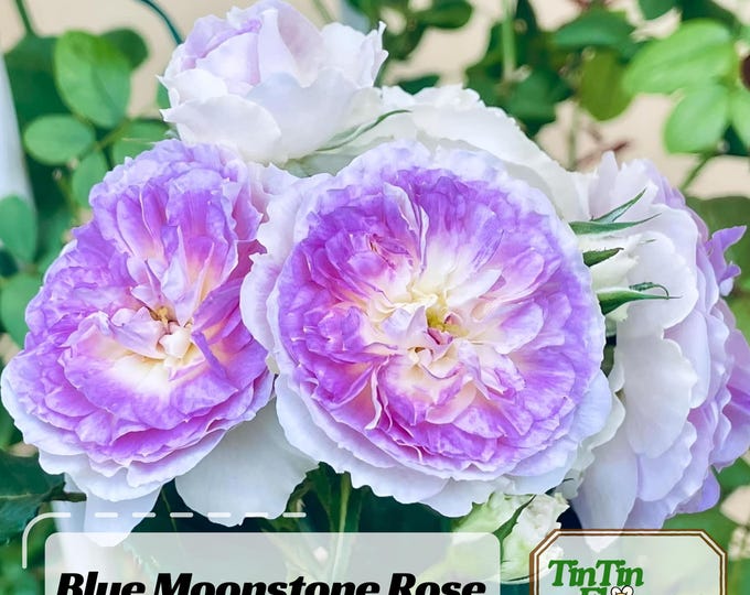 Black Magic Hybrid Tea Rose Seeds -perennial -authentic Seeds-flowers ...
