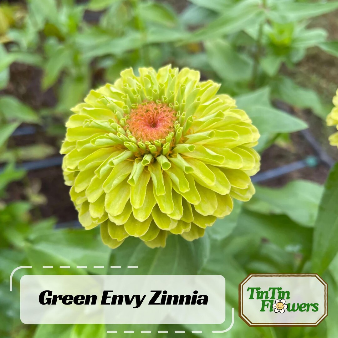 Envy Zinnia Elegans Seeds - Authentic - Open-pollinated -organic ...