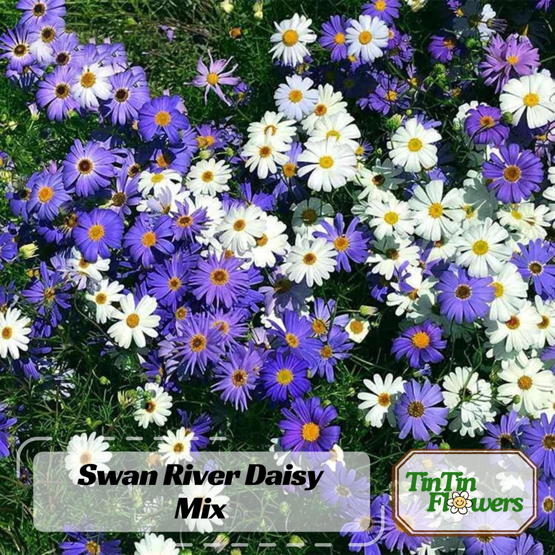 100s|swan River Mix Daisy Seeds-perennial -authentic Seeds-flowers ...