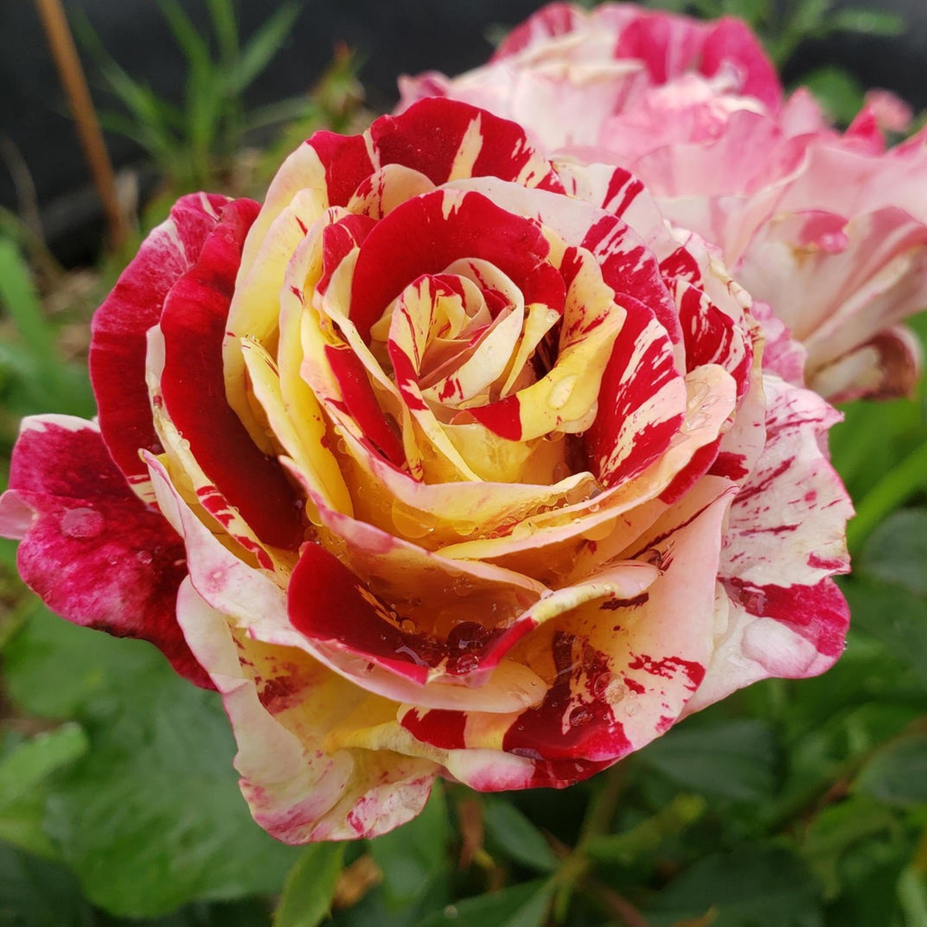 30+ George Burns Floribunda Rose Seeds - Authentic Seed - Clumping ...