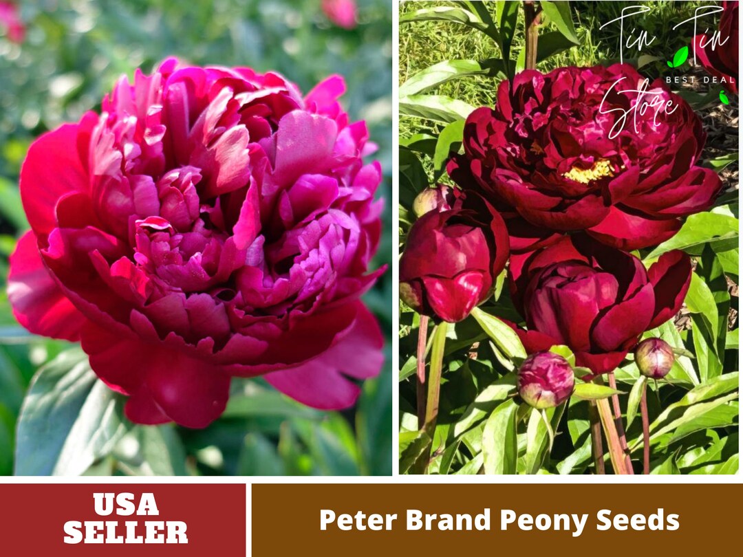 Peter Brand Peony Seeds perennial Perennial Paeonia Attract Butterflies ...