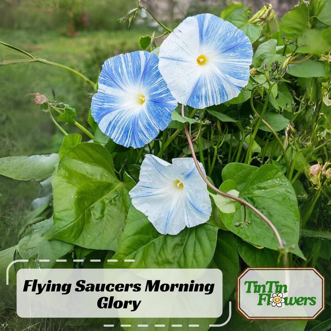 30s|flying Saucers Morning Glory-authentic Seeds-perennial-flowers ...