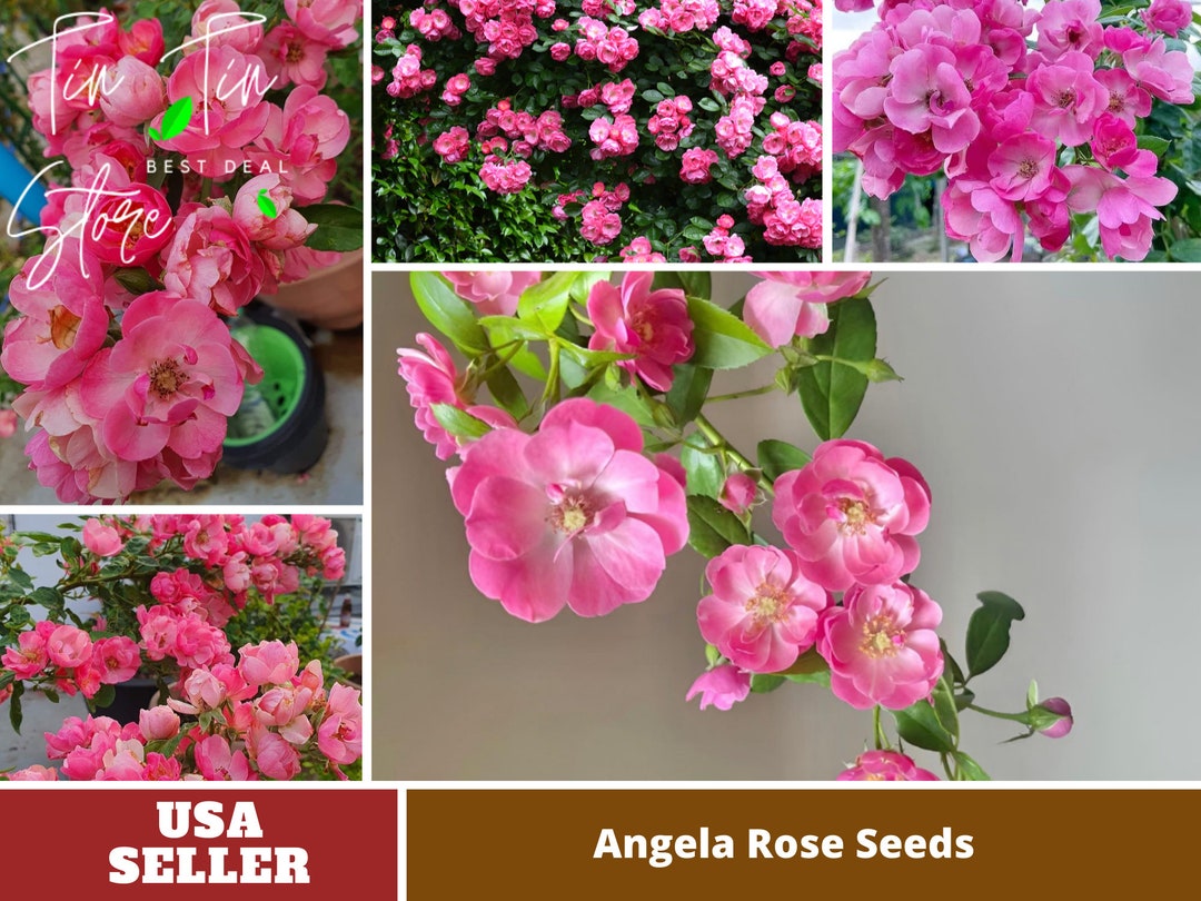 Angela Rose Seeds Perennial authentic Seeds-flowers organic. Non GMO ...