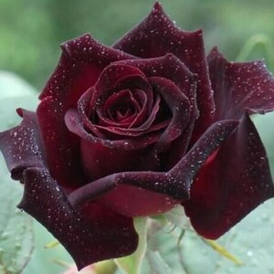 30+ Black Baccara Hybrid Tea Rose Seeds - Perennial -rare Deep Red ...