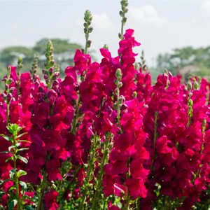 Dark Red Snapdragons Seeds - Cold Resistant - Potted - Attracts ...