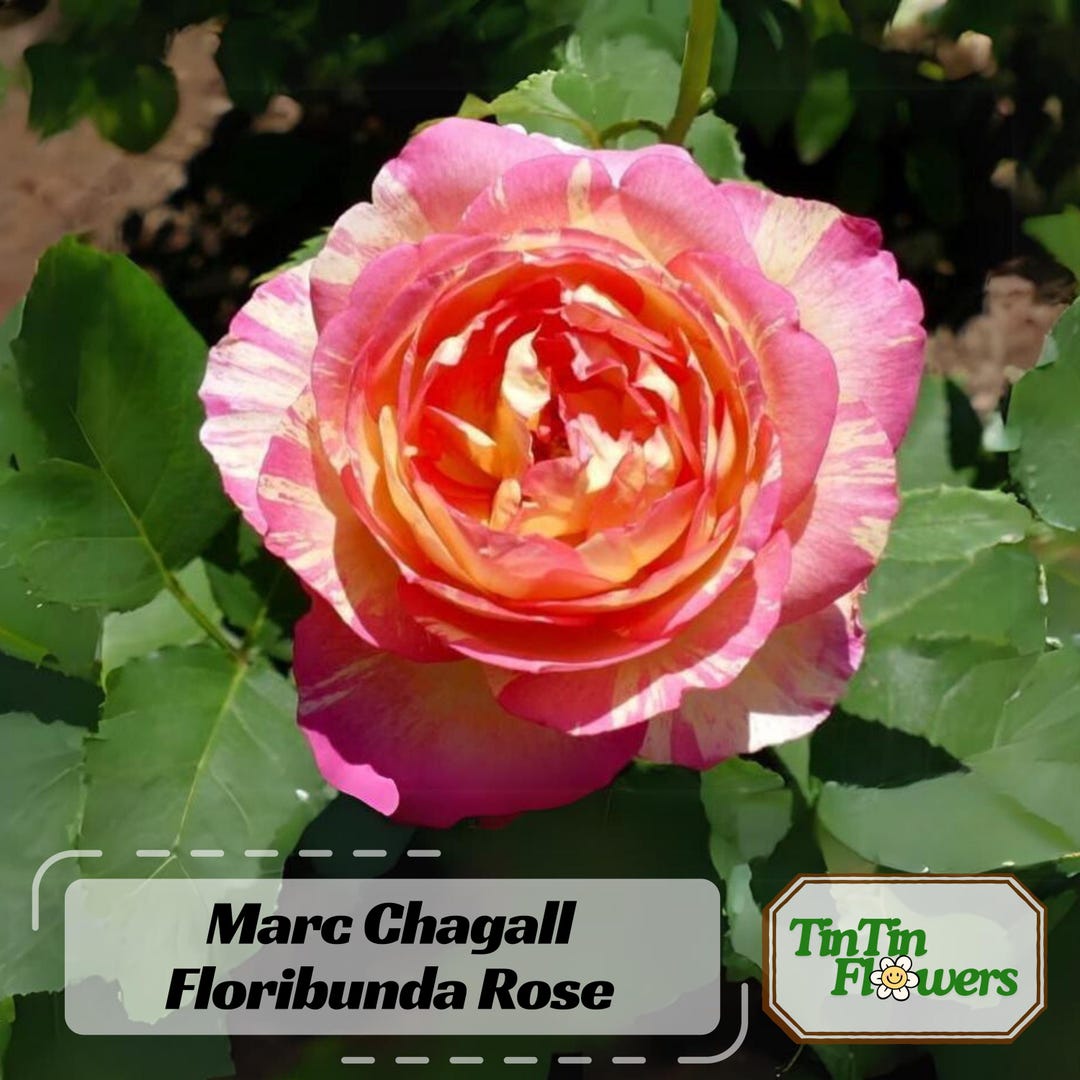30 Seeds | Marc Chagall Floribunda Rose Seeds- Perennial - Authentic ...