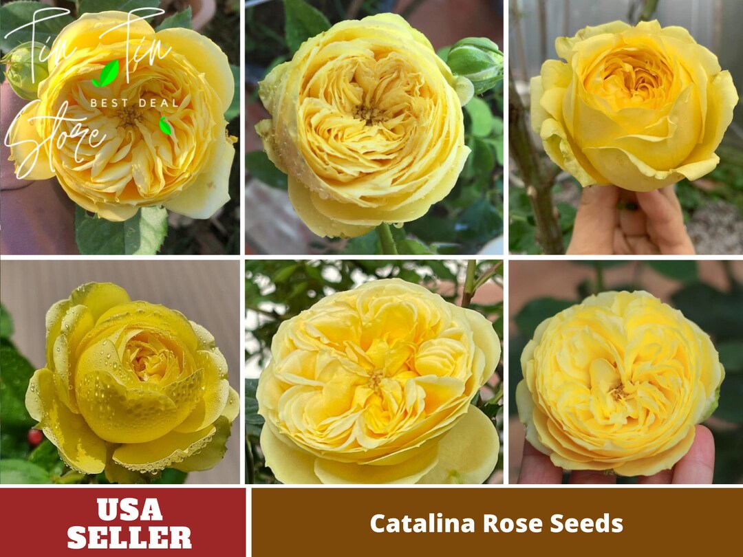 Catalina Rose Seeds Perennial authentic Seeds-flowers organic. Non GMO ...