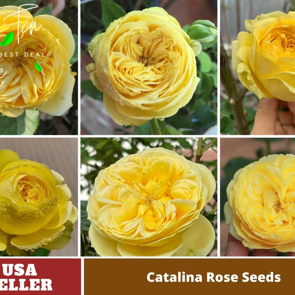 Perennial Flower Seeds - Etsy