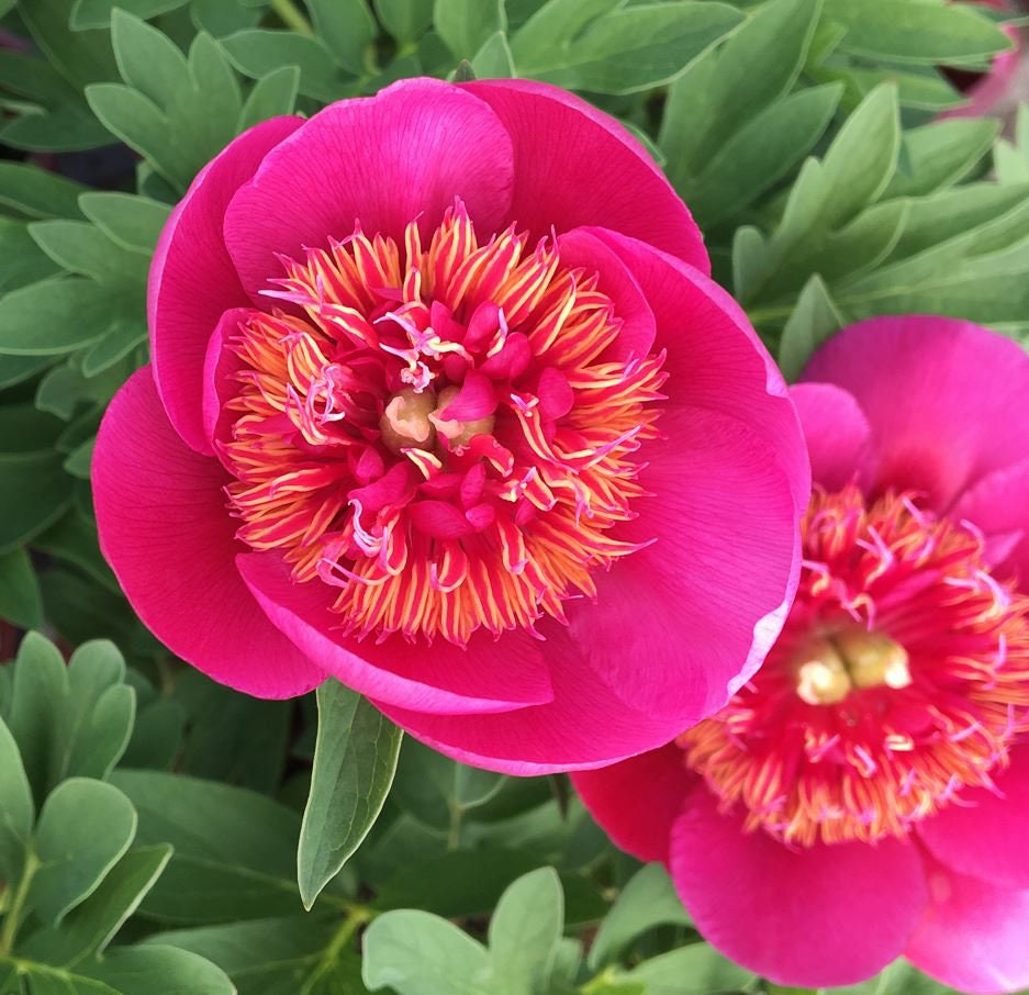 10 Rare Seeds Pink Officinalis Anemoniflora Rosea Peony - Etsy