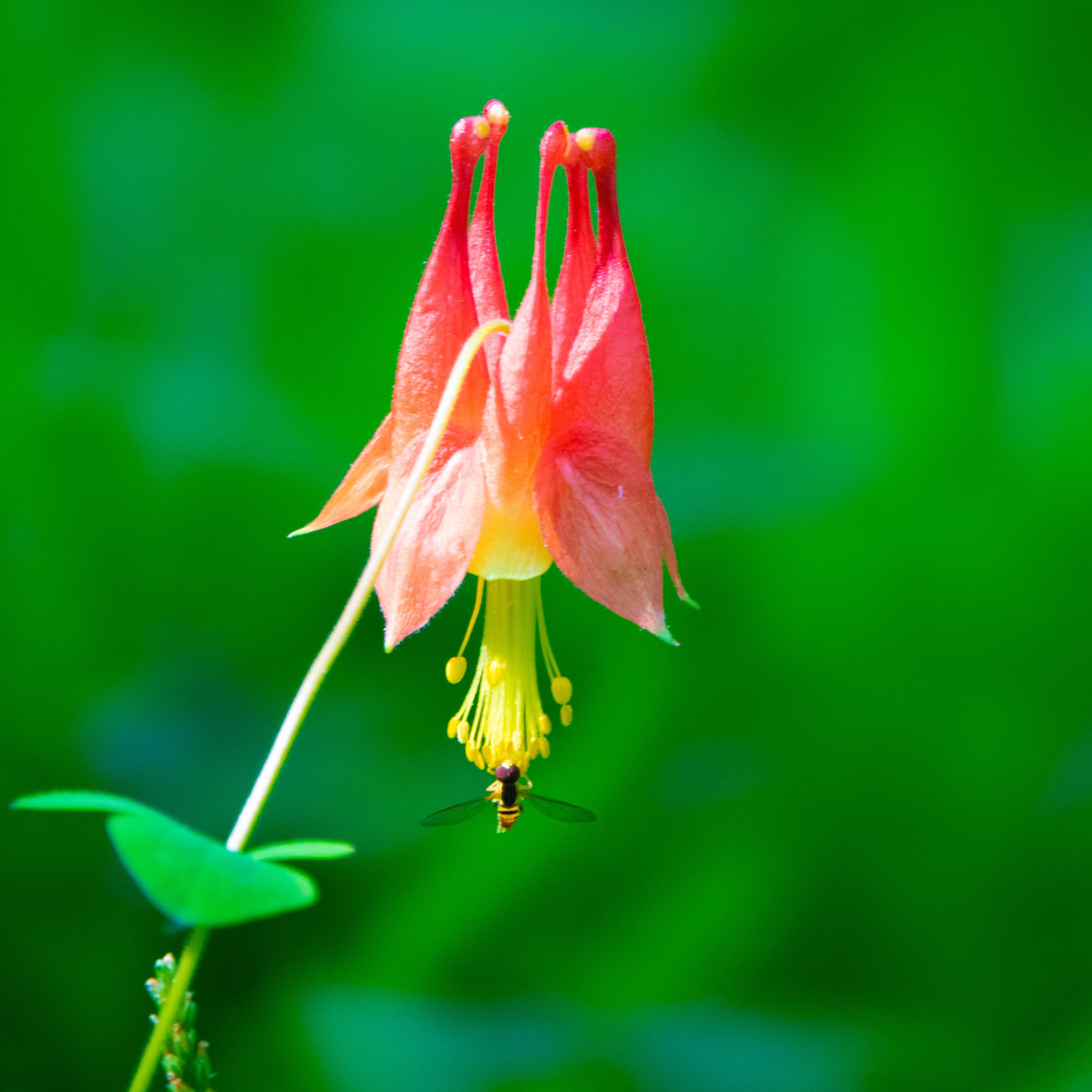 Eastern Red Columbine Seeds - Cold Resistant - Deciduous - Potted ...