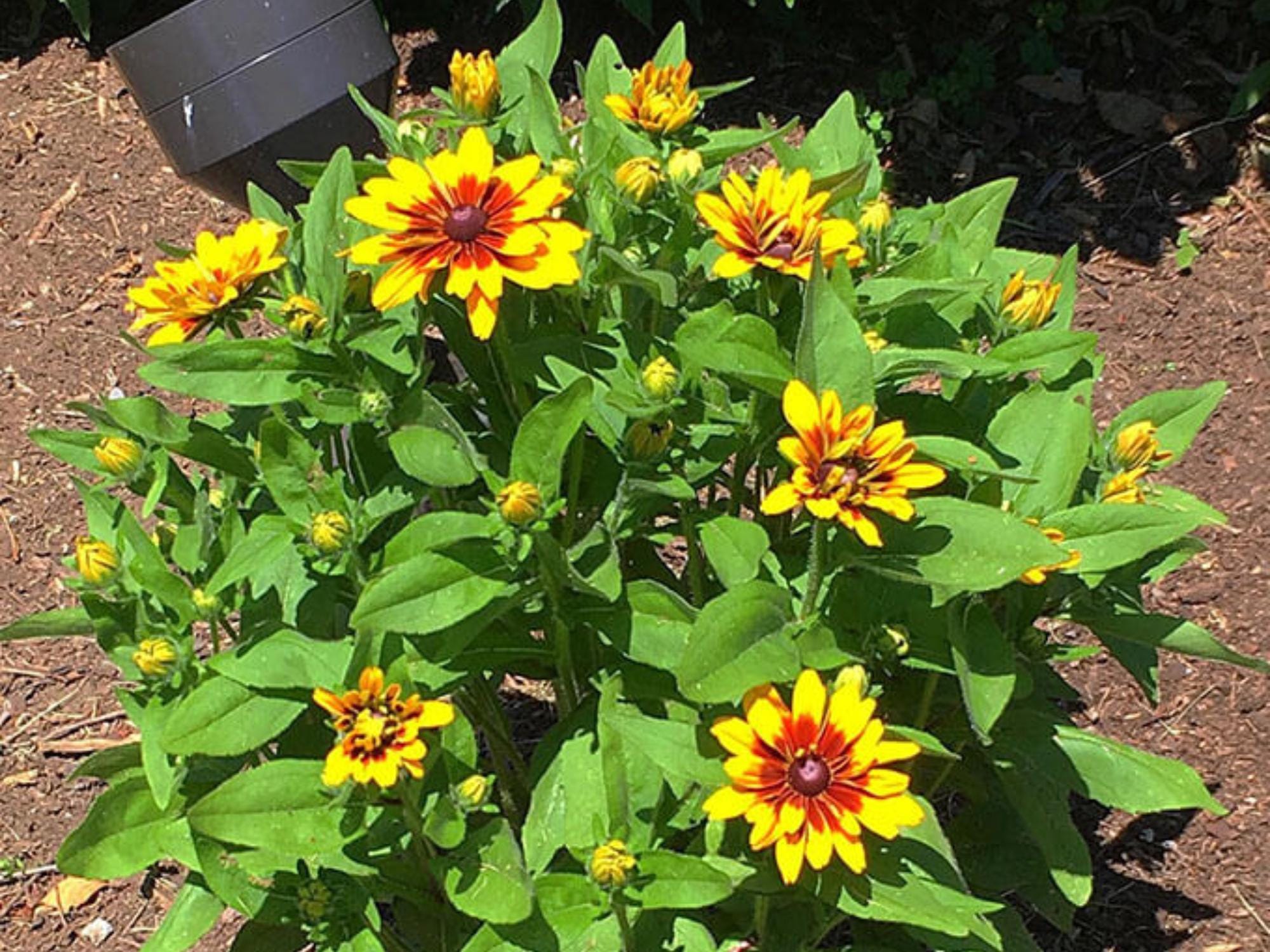 30 Seeds | Profusion Red Yellow Bicolor Zinnia Seeds - Authentic - Open ...