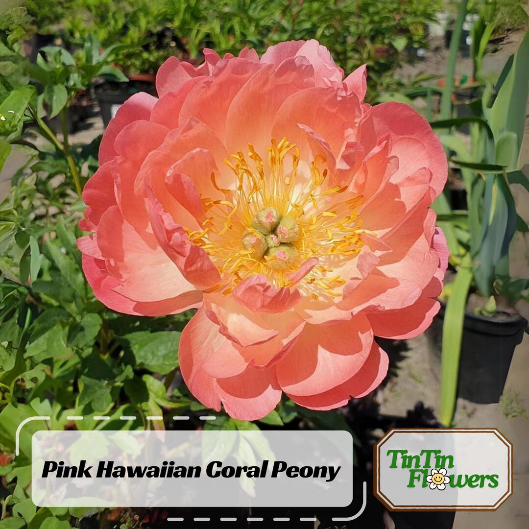 10 Seeds | Pink Hawaiian Coral Peony Seeds -paeonia - Attract ...