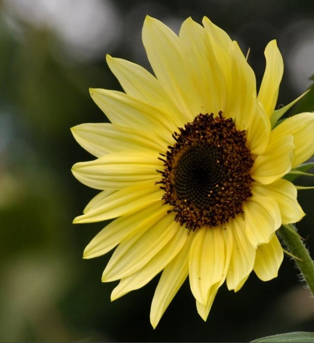 25 Seeds-lemon Queen Sunflower Seeds e028-authentic - Etsy