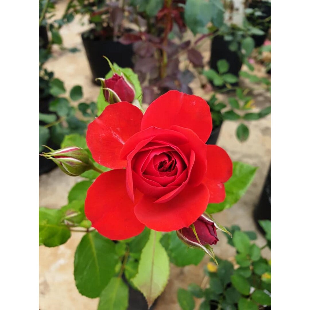 Red Apple Rose Seeds-perennial - Authentic Seeds - Mix Seeds - Late ...