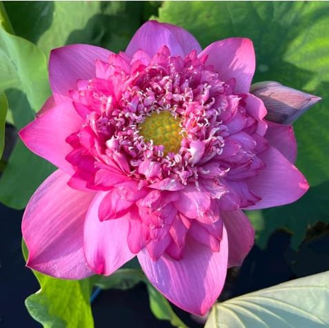 5 Rare Seeds| Red Kaveri Lotus Seeds - Indian Lotus (nelumbo Nucifera ...