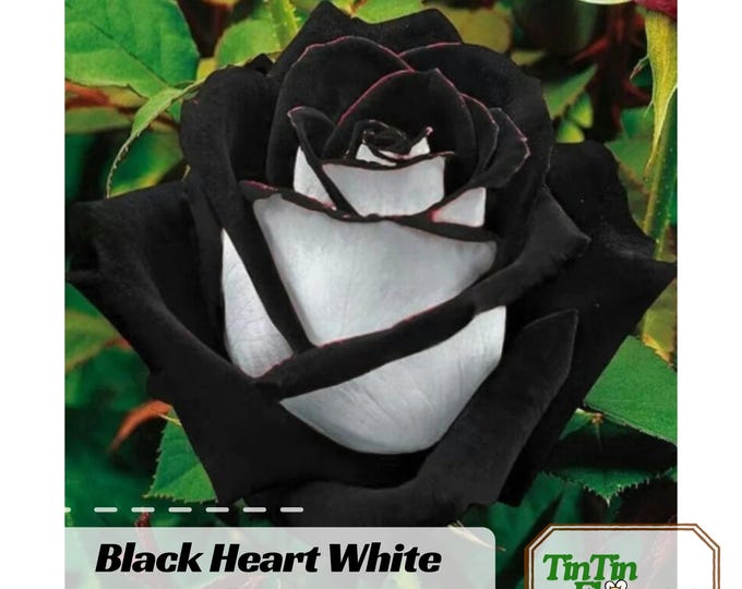 Black Magic Hybrid Tea Rose Seeds -perennial -authentic Seeds-flowers ...
