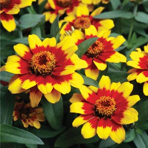 30s | Profusion Red Yellow Bicolor Zinnia Seeds - Authentic - Open ...