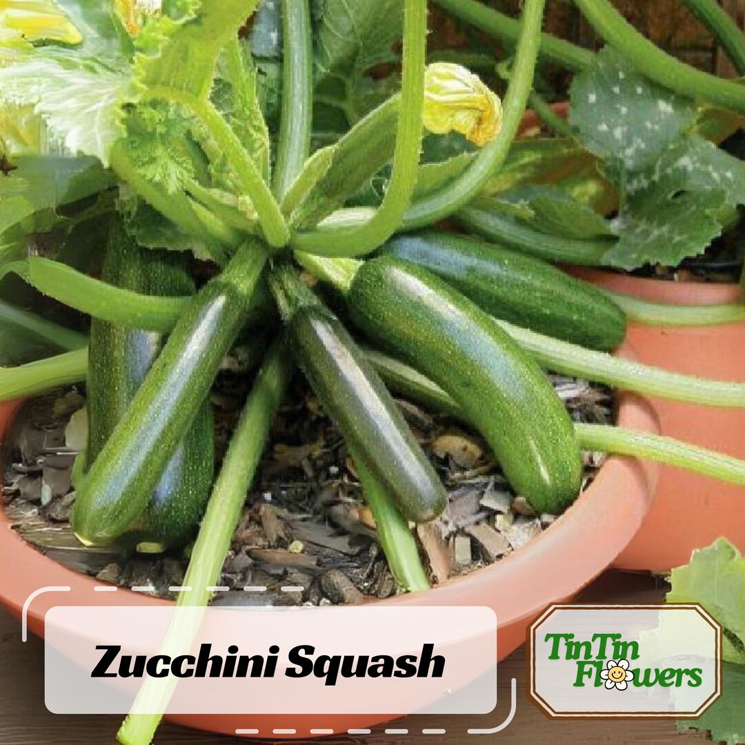 25s| Squash Zucchini Seeds – Heirloom Organic Non-gmo Summer Squash ...