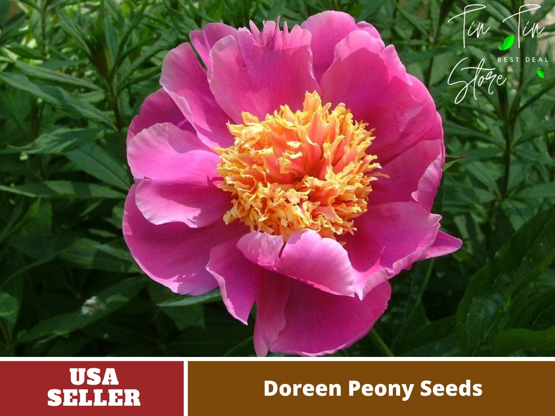 Pink Doreen Peony Seeds authentic Seeds-flowers organic. Non GMO vegetable Seeds-mix Seeds for ...