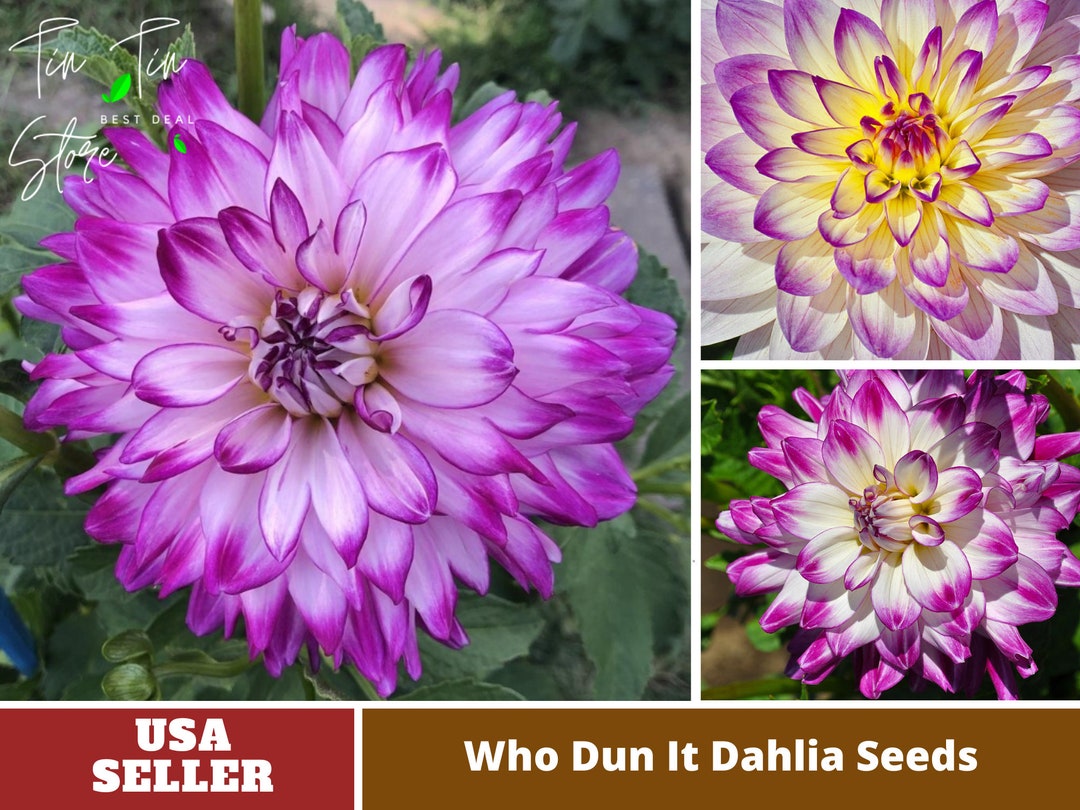 Who Dun It Dahlia Seeds perennial authentic Seeds-flowers - Etsy