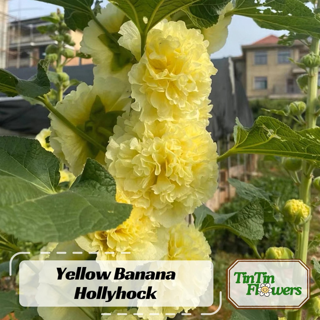 20+ Yellow Banana Hollyhock Seeds | Alcea Rosea Seeds| Vibrant Tall ...