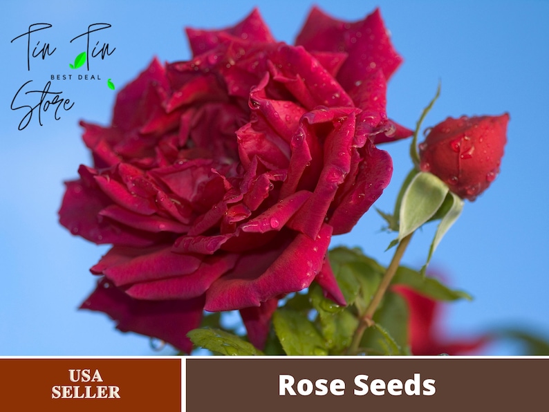 30 Seeds Black Magic Hybrid Tea Rose Flower Seeds1058-buy 4 - Etsy