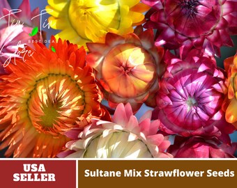 10 Rare Seeds Chojuraku Tree Peony Seeds-perennial authentic Seeds ...