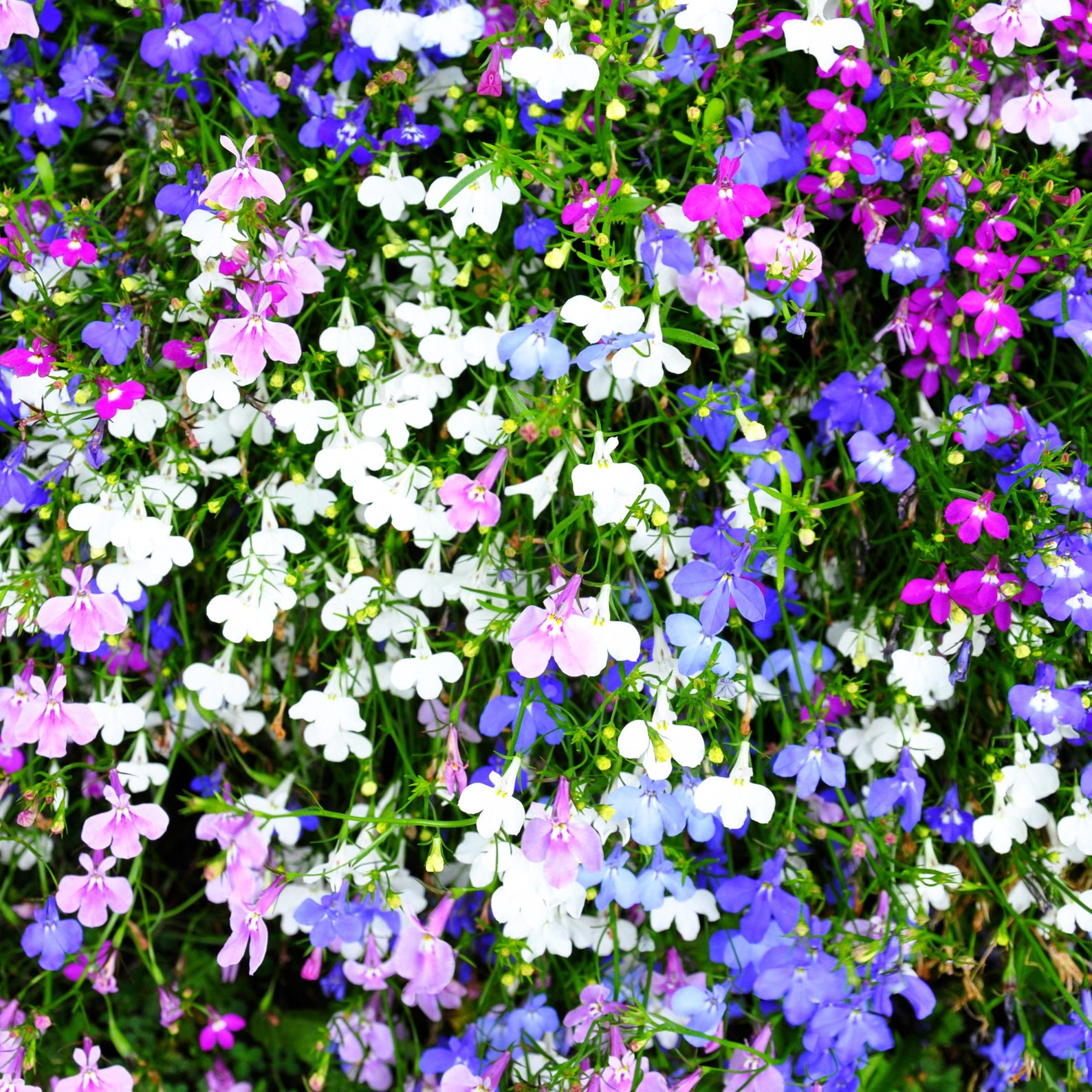 Mix Lobelia Erinus Seeds - Flowering - Fast Growing - Open-pollinating ...