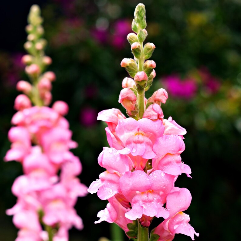 30+ Pink Rocket Snapdragons Seeds - Cold Resistant - Potted - Attracts ...
