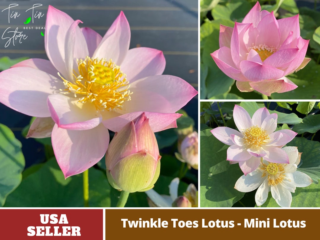 5 Rare Seeds Twinkle Toes Lotus MINI LOTUS Seeds Indian Lotus nelumbo ...