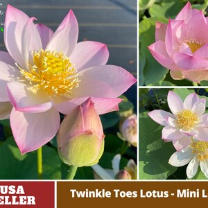 5 Rare Seeds Twinkle Toes Lotus MINI LOTUS Seeds Indian Lotus nelumbo ...