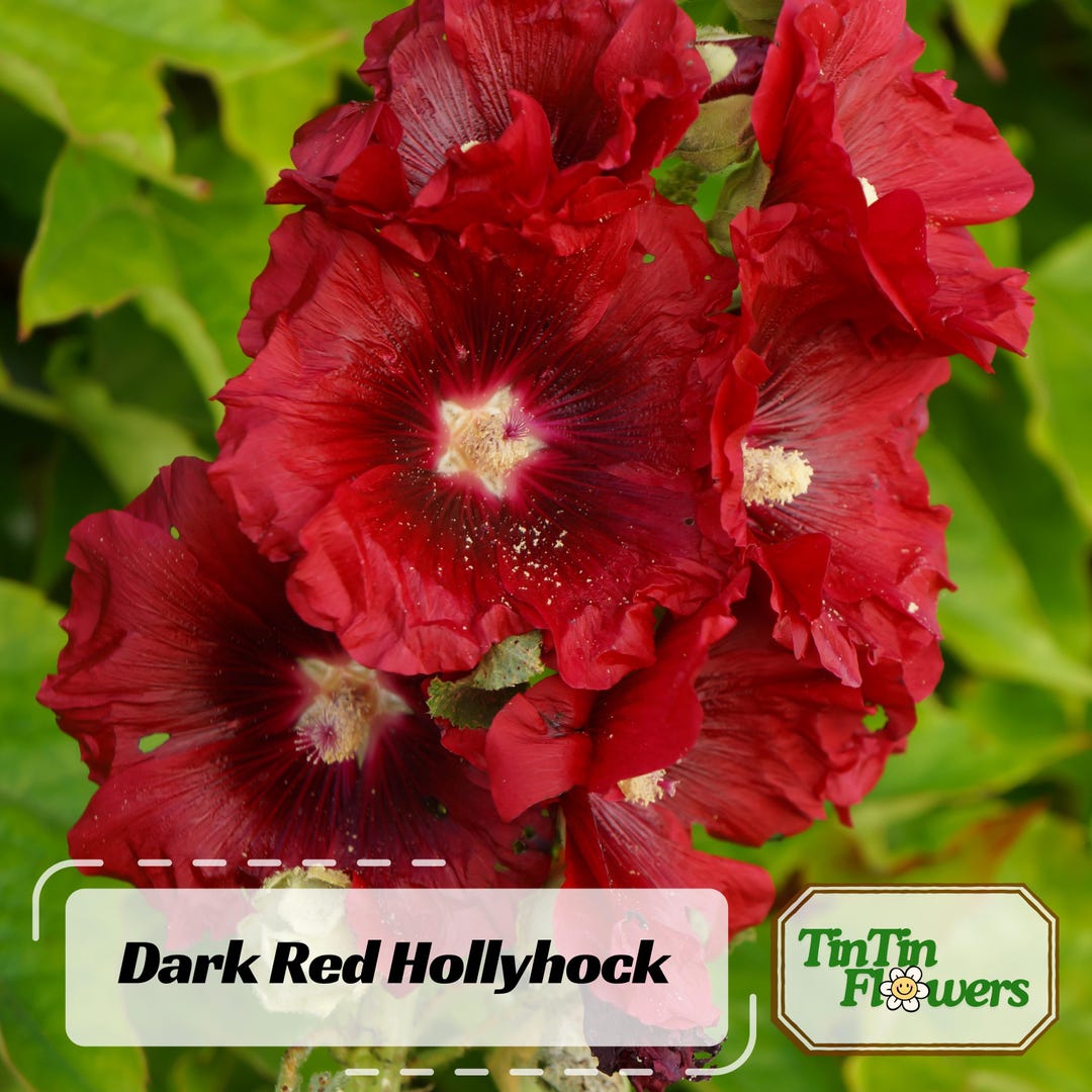 20 Seeds| |dark Red Hollyhock Seeds- Alcea Rosea Seeds-perennial ...