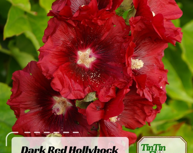 Alcea Rosea Nigra Hollyhock/classic English Cottage/watchman/perennial ...