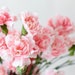 30 Seeds| Light Pink Mini Carnation- Dianthus Seeds - Container ...