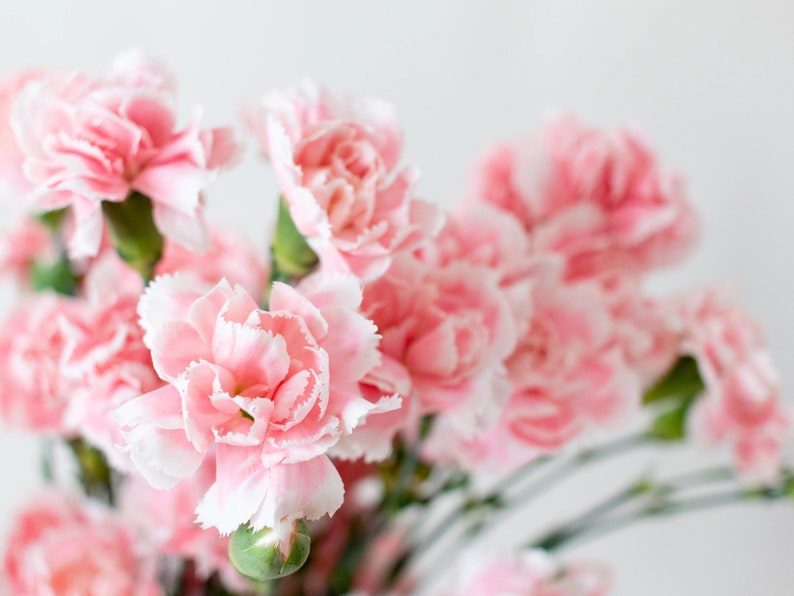 30 Seeds| Light Pink Mini Carnation- Dianthus Seeds - Container ...