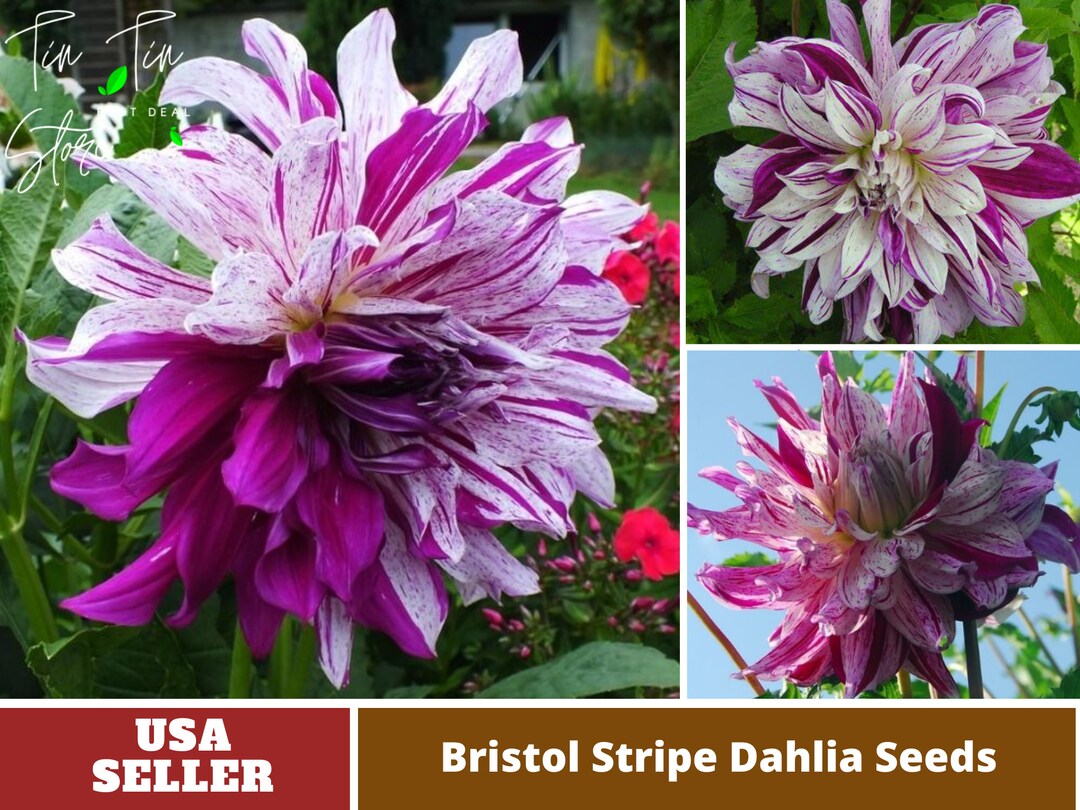 Bristol Stripe Dahlia Seeds-pollinator Friendly Open Pollinated ...