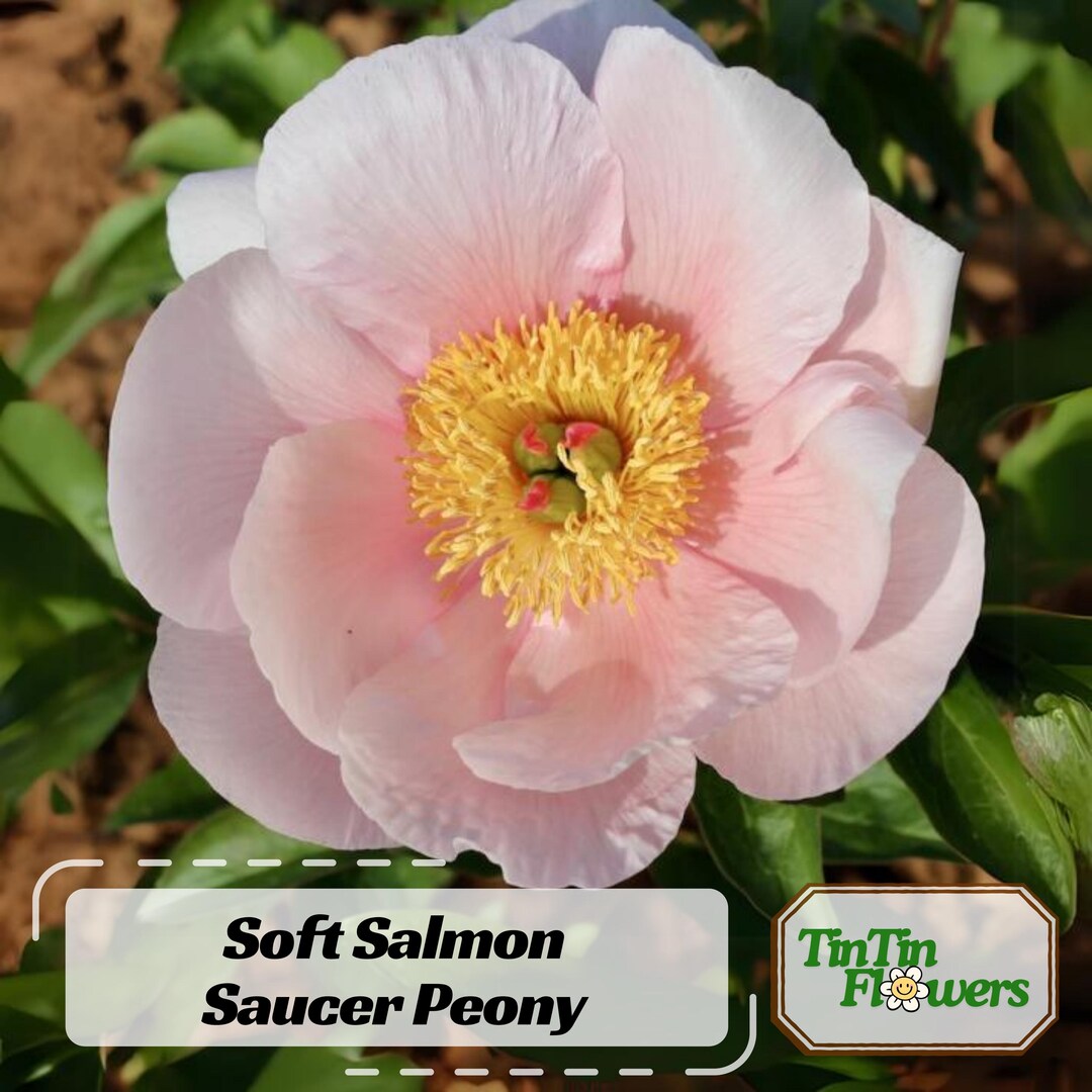 Soft Salmon Saucer Peony Flower Seeds -paeonia - Attract Butterflies ...