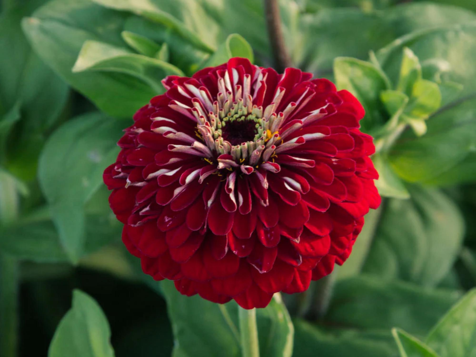 30 Seeds | Benary's Giant Deep Red Zinnia Seeds - Zinnia Elegans ...