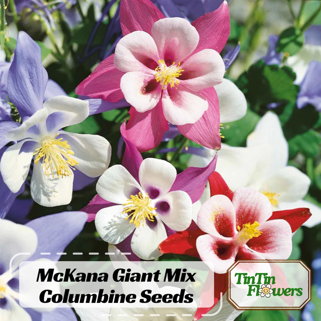 Mckana Giant Mix Columbine Seeds - Cold Resistant - Deciduous - Potted ...