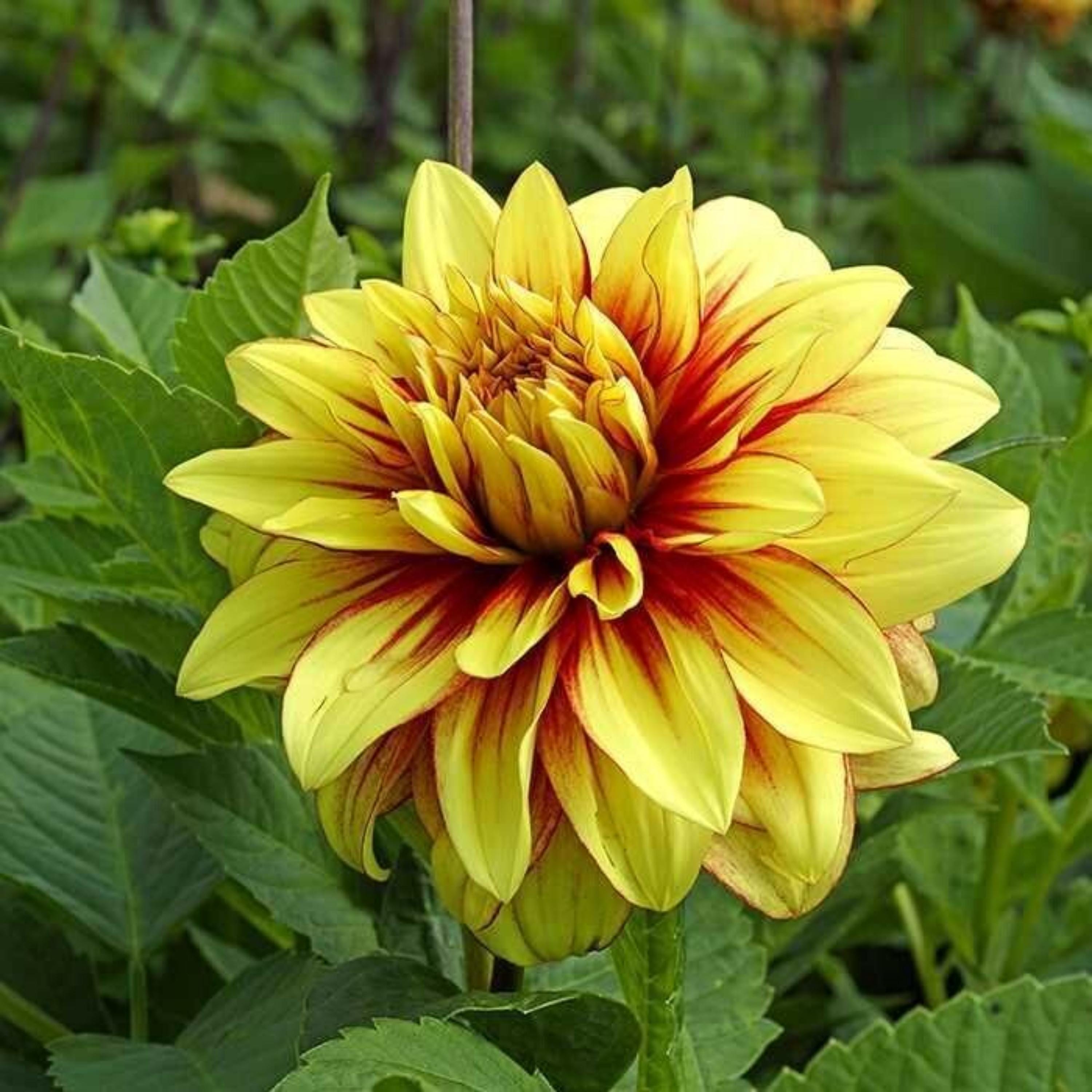 40 Seeds | Dazzling Dahlia Seeds - Pollinator Friendly- Open Pollinated ...